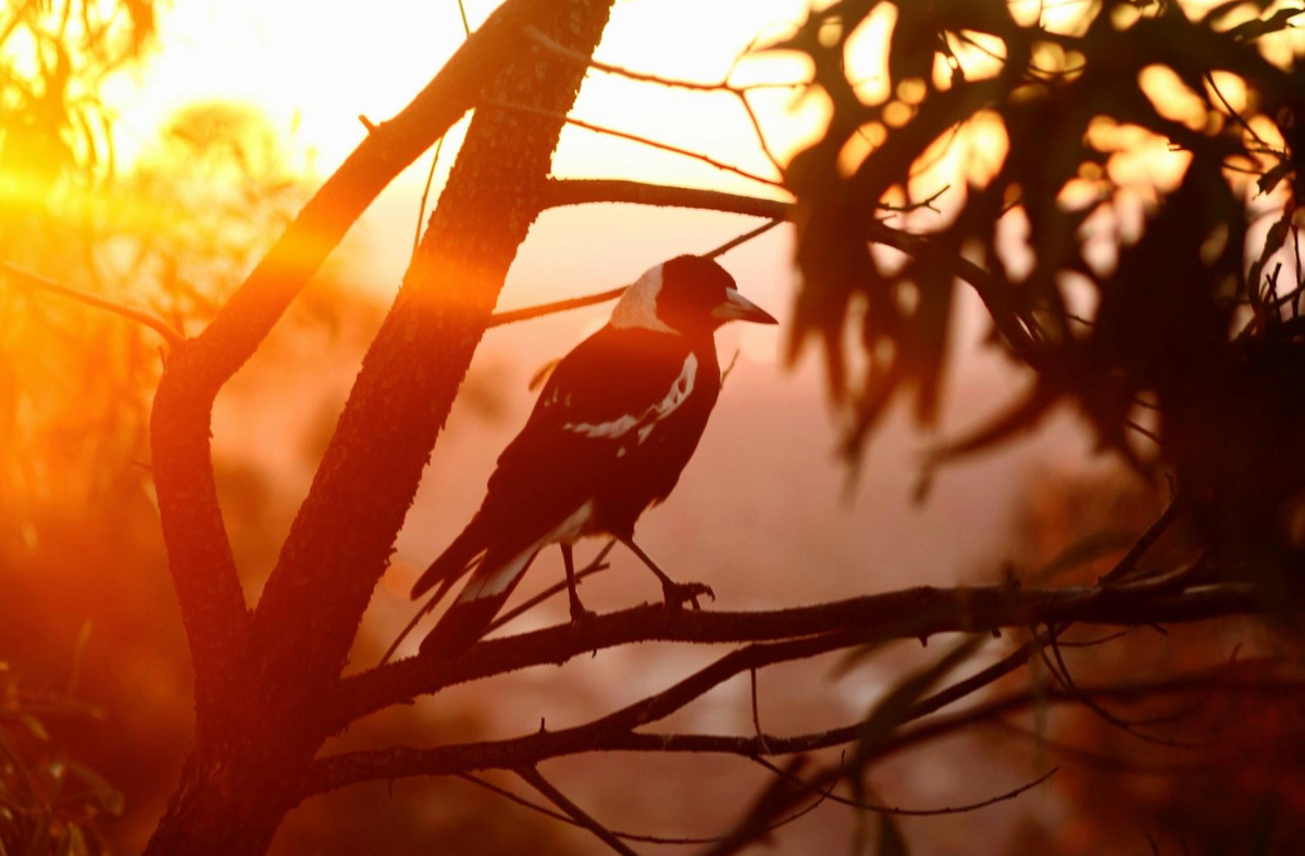 Canberra Collection - Canberra Australian Capital Territory ACT ...